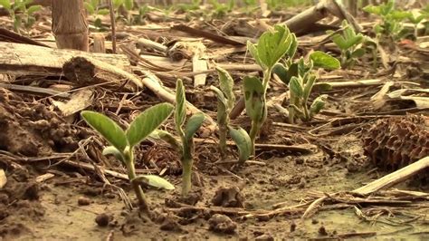 black slug issue in soybeans youtube