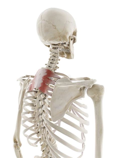 O Serrato é Posterior Superior Ilustração Stock Ilustração 162290680