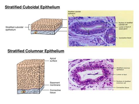 4 Basic Tissues Epithelial Tissue Connective Tissue Ppt Download