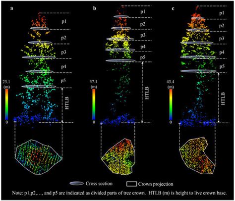 tree species classification and individual tree biomass model