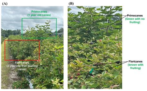 Growing Blackberry Bushes In Florida University Of Floridaifas