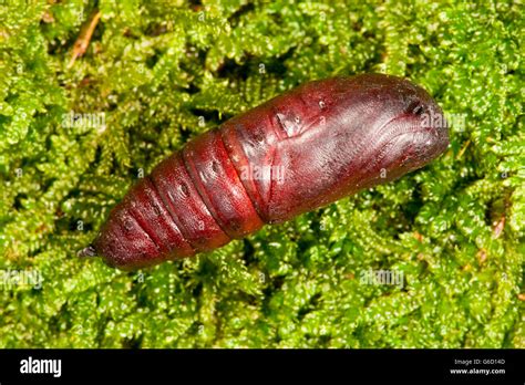 Moth Cocoons Identification
