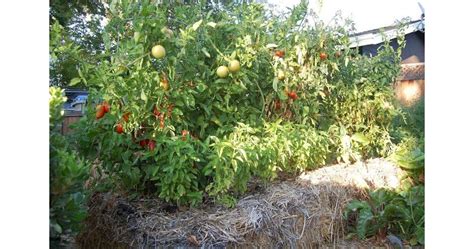 Причините са мана и алтернария Български Фермер