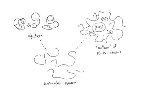Gluten Structure