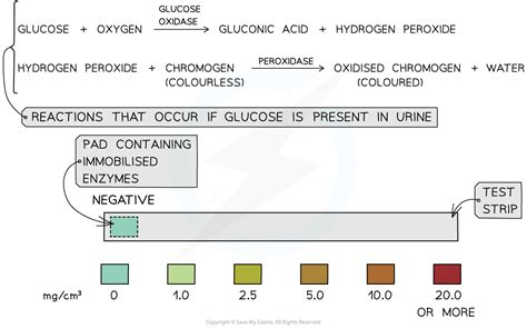 Test Strips And Biosensors Cambridge Cie A Level Biology Revision