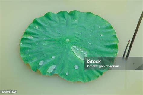 로터스 꽃의 꽃 봉 오리입니다 배경은은 로터스 잎 및 연꽃과 로터스 버드와 나무 이다 요코하마 가나가 현 일본 산케이 위치를 촬영 0명에 대한 스톡 사진 및 기타 이미지