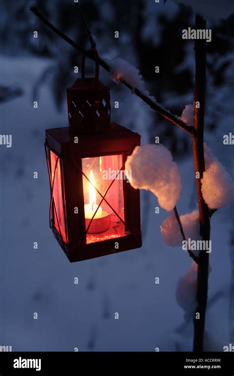 A Lantern In A Tree Stock Photo Alamy