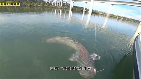 亚马逊高手钓鲶鱼，两小时抓一条200斤大的鲶鱼，目测有五米长 高清1080p在线观看平台 腾讯视频