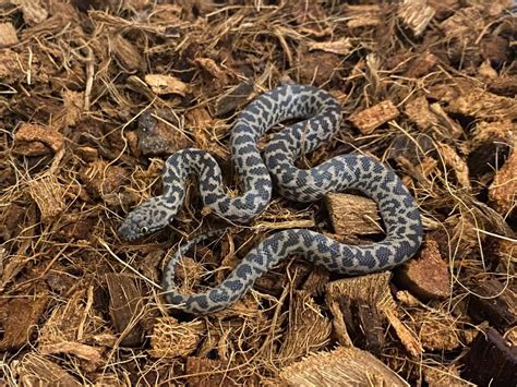 Spotted Pythons Available