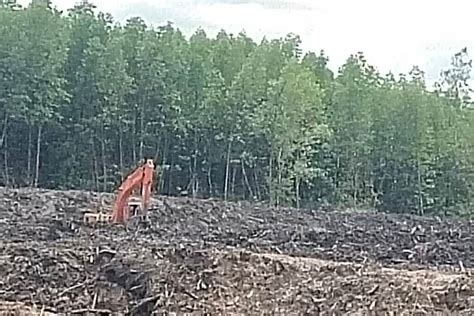 Dua Unit Eksavator Tambang Ilegal Tampak Meratakan Kawasan Hutan Negara