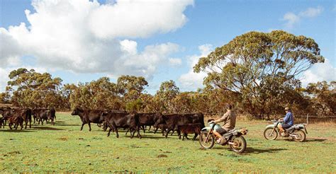 About Coonamble Angus Leading Angus Cattle Breeders In Western Australia — Coonamble Angus