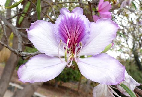Complete Care Guide For The Orchid Tree Bauhinia Variegata A