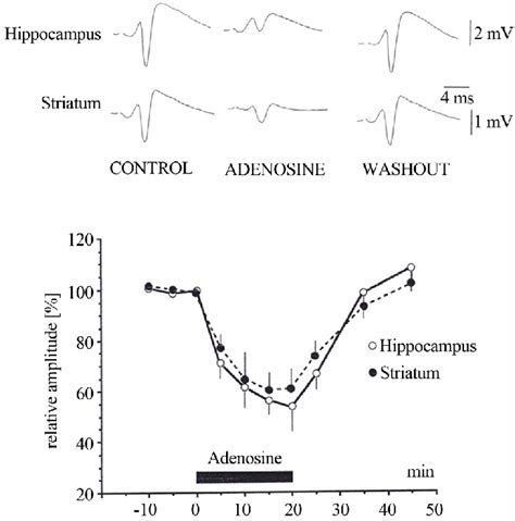 The Effect Of Exogenous Adenosine On Field Potentials Recorded From The