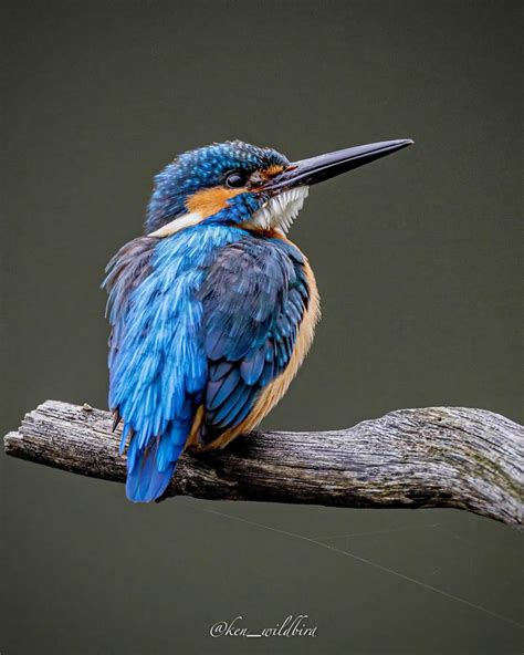Japanese Bird Photographer Ken Captures Stunning Photos Of Kingfisher