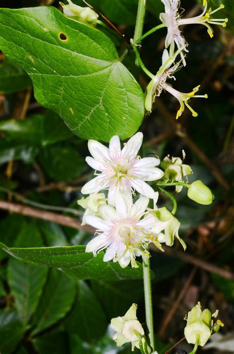 Passiflora Leschenaultii Eflora Of India