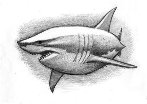 Shark Pencil Drawing A Step By Step Guide To Capturing The Essence Of