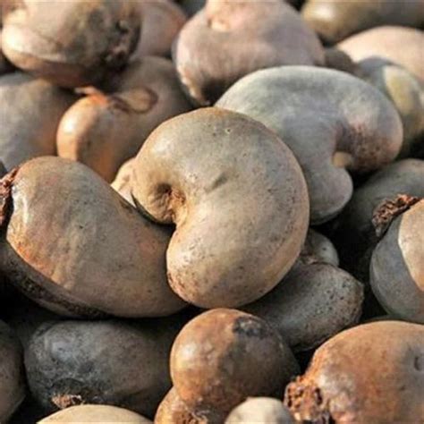 Cashew Nut Shell At ₹ 5kilogram Cashew Shell In Nashik Id 16166730191
