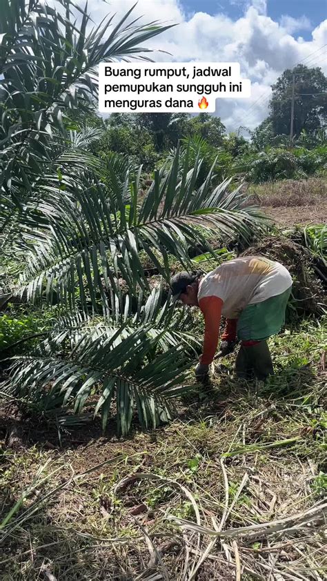 Merawat Kebun Sawit Di Kalimantan Tiktok