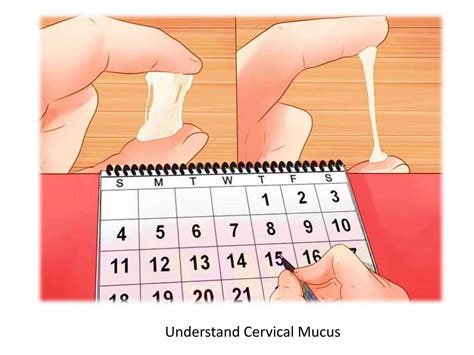 How To Determine Ovulation PPT