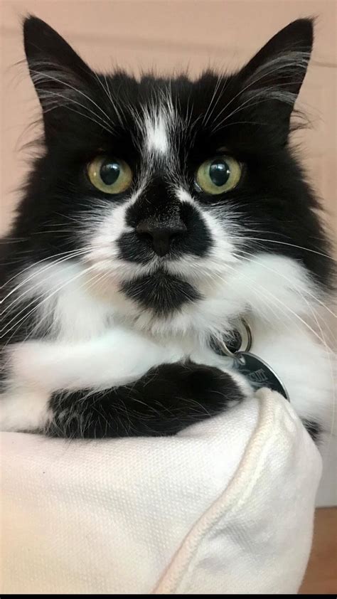 Well Its Nearly 6 Weeks And ‘biscuit Looks Gorgeous The