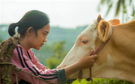 Palari Films Marsiti Dan Sapi Sapi