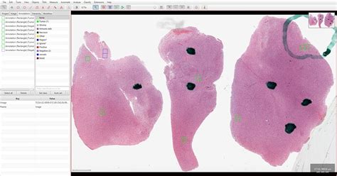 batch export qupath images with annotations usage and issues image sc