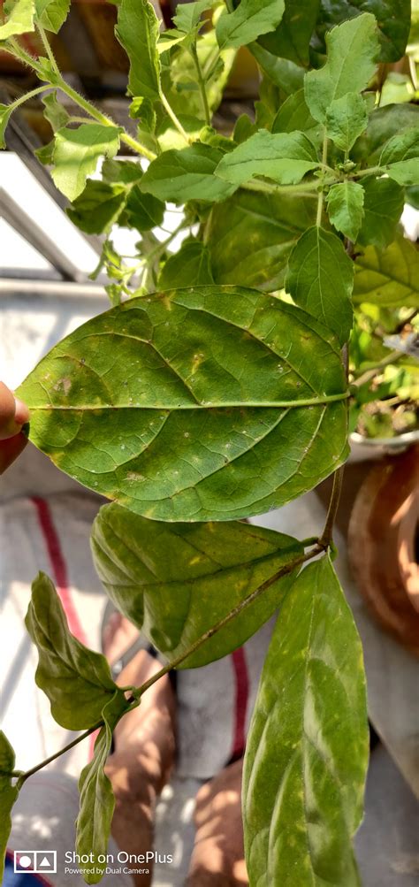 Jasmine Has Brown Spots On Leaves At Rose Briggs Blog