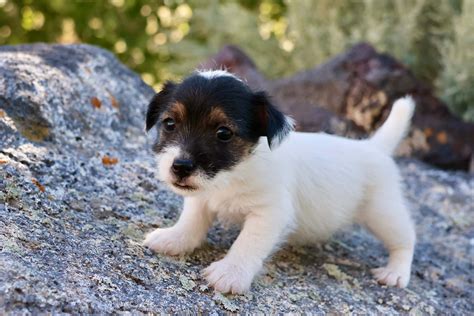 Broken Coat Jack Russell Terrier Puppies