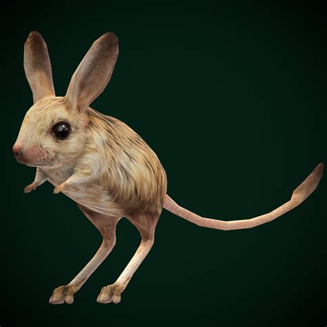 Long Eared Jerboa Rodent Superhive Formerly Blender Market