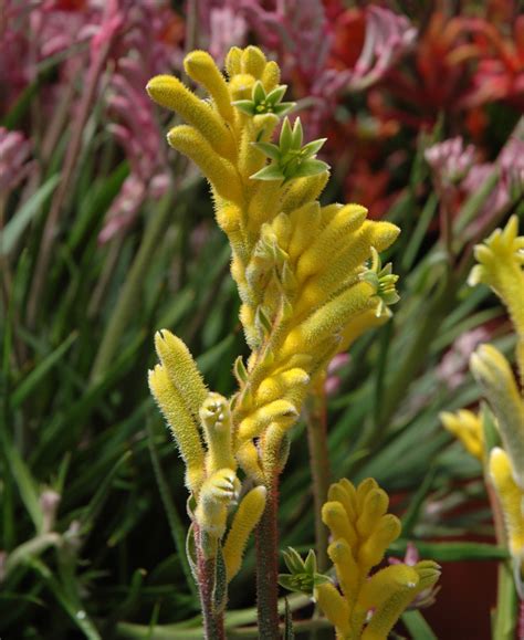 Anigozanthos Flavidus Yellow Deco Style