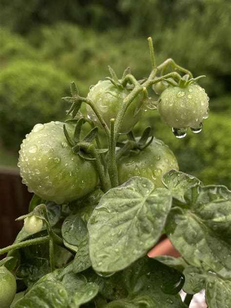 Tiny Tim Tomatoes My First Time Growing Tomatoes From Seed R Gardening