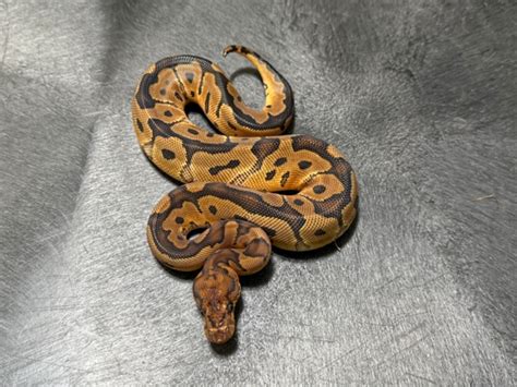 Orange Dream Clown Female Ball Python By Pins Pythons