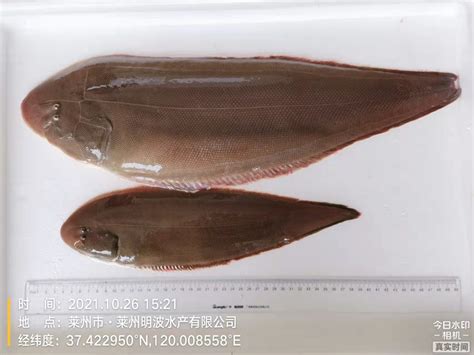 黄渤海种质资源调查行动专题（四）：半滑舌鳎种质资源调查 黄海水产研究所
