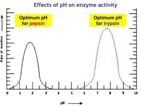 Ppt What Are Enzymes Made Of Powerpoint Presentation Free Download