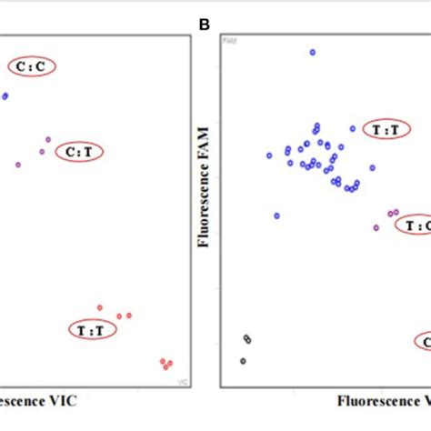 Results Of Kasp Assay For Snp 1 A With The Primer Group Pansnp1