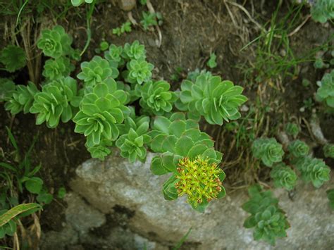 Родиола розовая | molbiol.ru