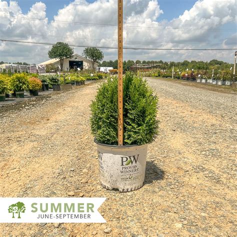 Tater Tot® Arborvitae Thuja Occidentalis Smntobab Shepherdssupply