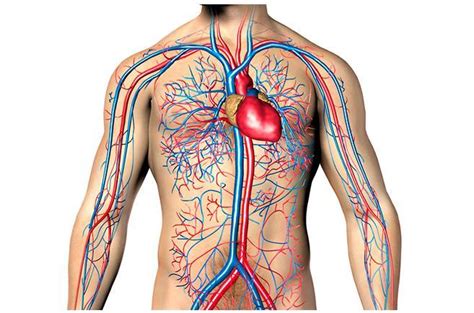 As veias são tubos pelos quais o sangue circula direção centrípeta