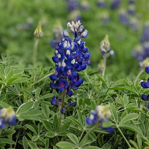 Bethany Green Youtube