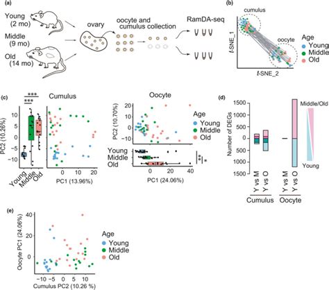 Single‐oocyte Transcriptome Analysis Reveals Aging‐associated Effects Influenced By Life Stage
