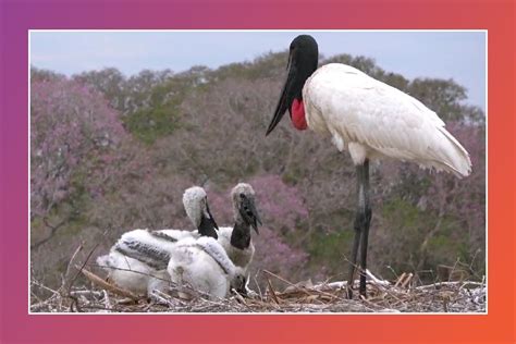 Acompanhe O Crescimento De Filhotes De Tuiuiú Em Ninho No Pantanal