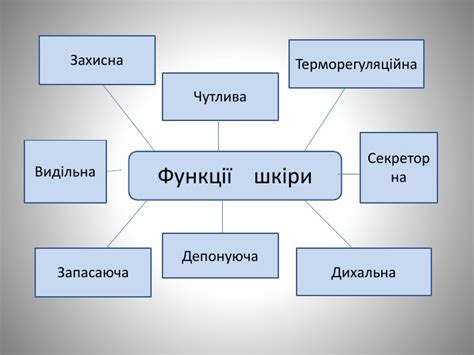 Презентація Будова і функції шкіри