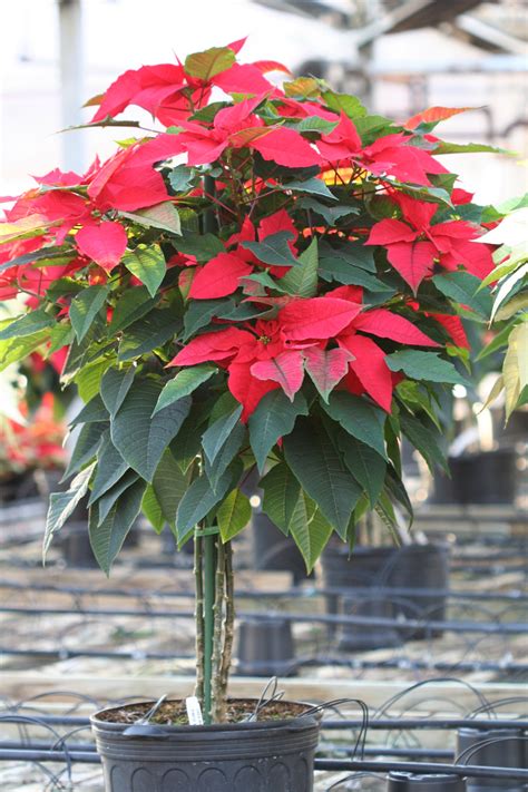 Growing Poinsettias