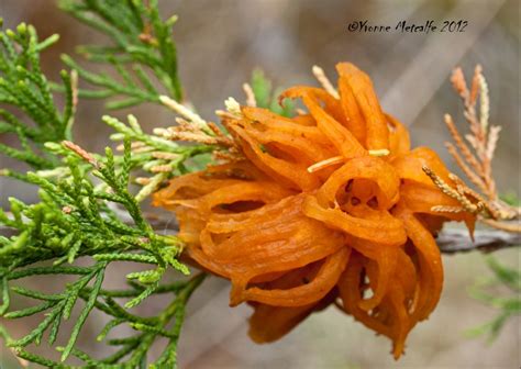 Nature Nut Lady Cedar Apple Rust A Funky Fungus