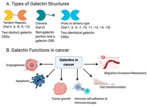 A Schematic Showing The Different Galectin Structures And Members Of Download Scientific