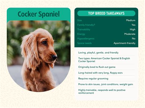 English Cocker Spaniel Hunting Breeders