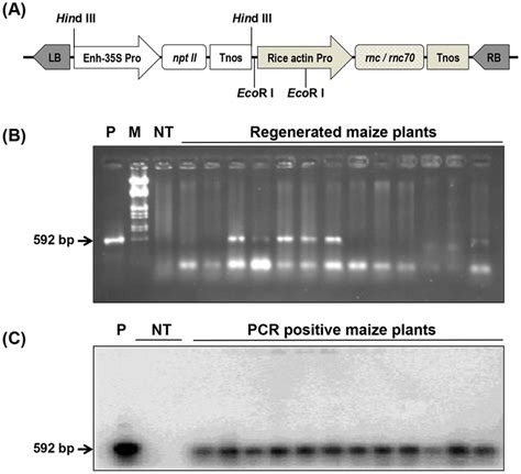Construction Of Plant Expression Vectors And Molecular Detection Of