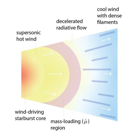 Schematic Detailing The Mass Loaded Galactic Wind The Wind Emerges Download Scientific Diagram