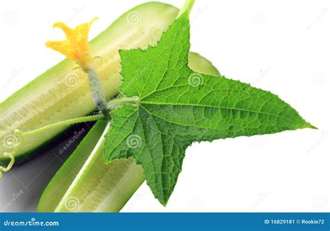 Cucumber Leaf Stock Image Image Of Environment Healthy 16829181