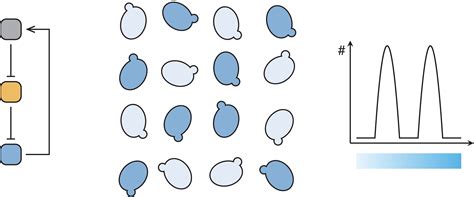 Experimental Yeast Biology Computational Systems Biology Eth Zurich